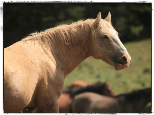 Tours – Pryor Mountain – Wild Mustang Center